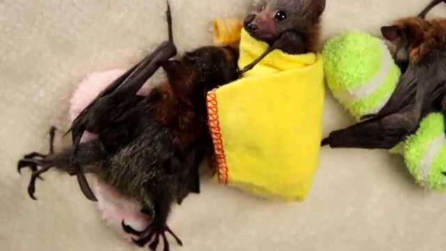 Old people use bats as pets and take care of them like children ...