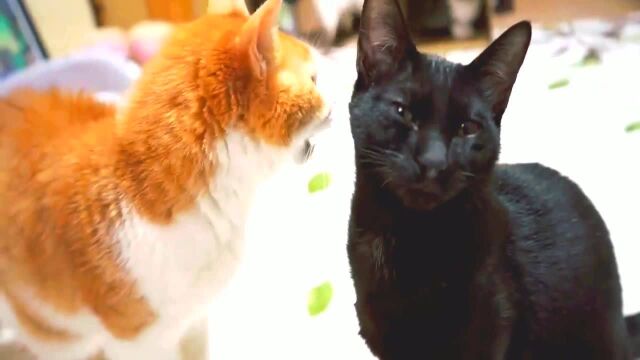 Meng Chong: Master of bathing in the world of the comet! - Watch HD ...