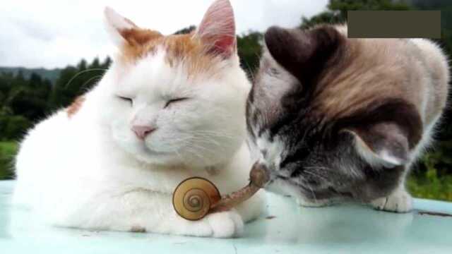 Two cats and a snail are basking in the sun, sweating for the snail ...
