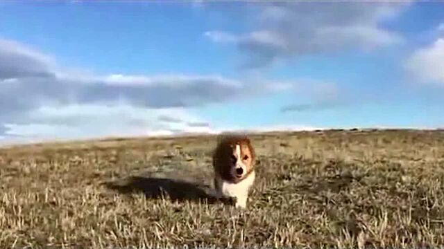 The life of the net red Keji is like the mighty lion, this prairie is ...