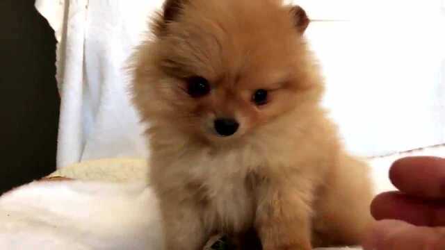 Gao Meng warned that Bomei baby appeared, and the fluffy group wanted ...