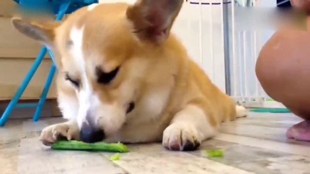 The Corgi can taste so unique that you can eat it with root celery ...