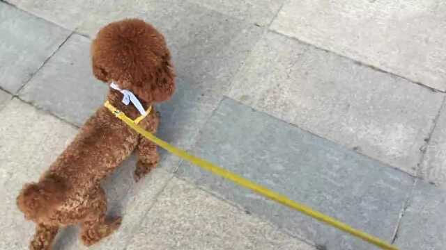 Smelly Teddy went home through the glass wall, but also looked back, I ...