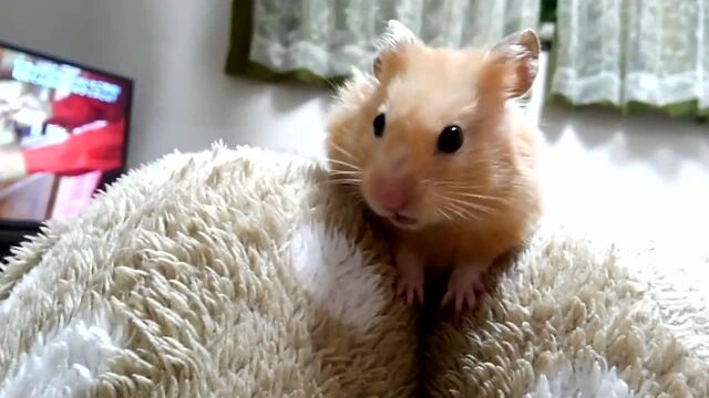Hamster: Master, don't play tricks, let go! This old tooth is snapping ...