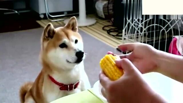 Stupid cute Shiba Inu will not eat corn, the owner has to peel it off ...