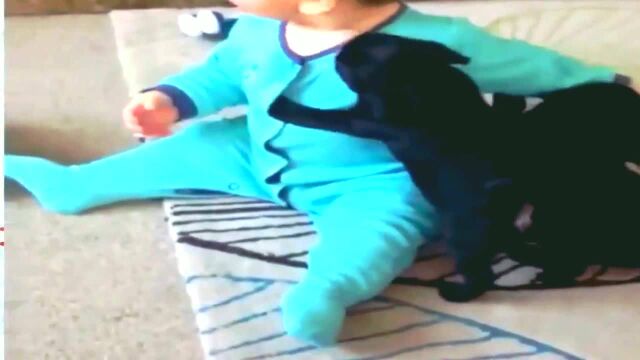 The puppy dog first saw the little master, sticking like a follower ...