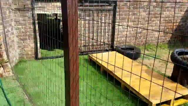 The local tyrant raised two tigers and bathed them with a water gun ...