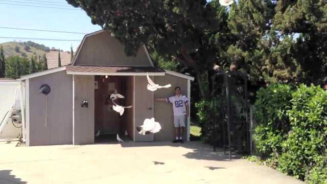 The local tyrants have built a villa for the pigeons, which is a luxury ...