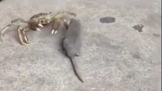 Crabs and mice fight in the street, the mouse is not - Watch HD Video ...