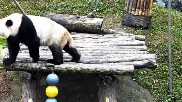 Secretly telling you a secret, our pandas are made of springs and can ...
