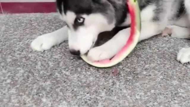 This watermelon skin is in the mouth of the Husky, there is no return ...