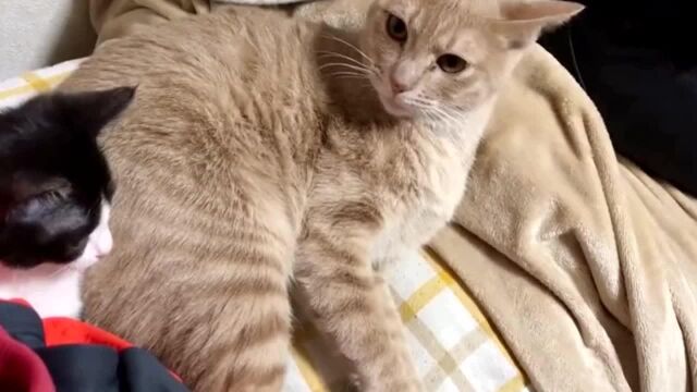 Orange cat temper is too violent, happy to kiss, unhappy is a slap ...