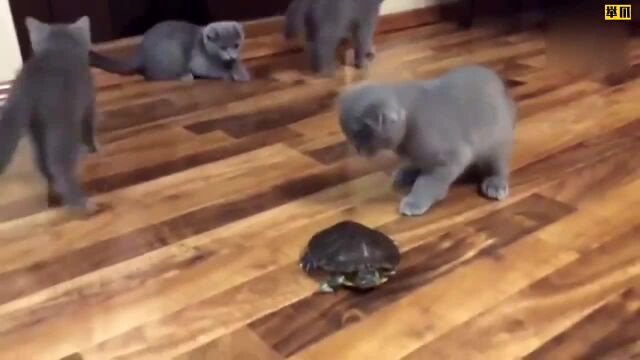 After the cute kitten meets the turtle, the second becomes curious baby ...