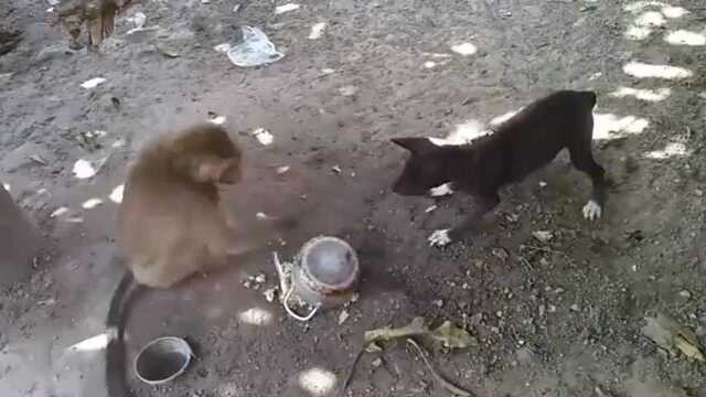 This dog is so poor! You will dare to provoke the monkeys who will work ...