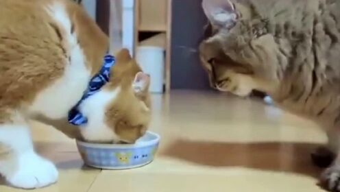 Two modest cats, you come to me - Watch HD Video Online - iflix