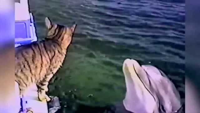 A close encounter with the dolphins, it is very visual, really envious ...