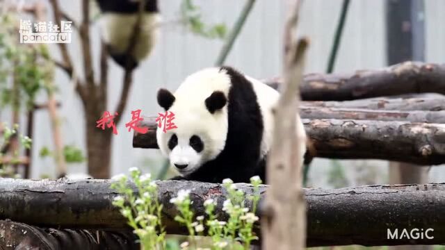 Panda Community | Panda's "The Ultimate Three Questions" - Watch HD ...
