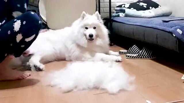 Every time I give Samoyed a hair, the combed hair can be knitted ...