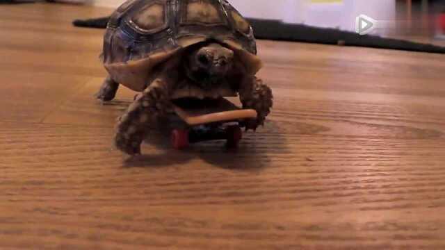 An inspirational skateboarding turtle - Watch HD Video Online - WeTV