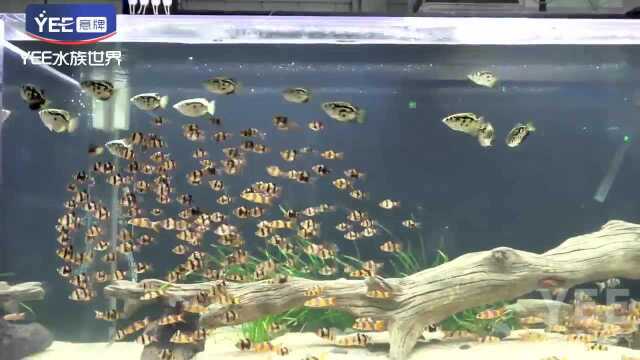 Improve the food for the tiger skin fish, a pound of compressed shrimp ...