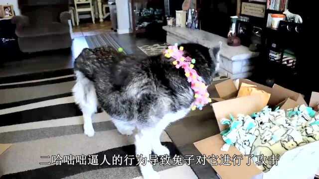 The owner bought back a rabbit to accompany him as a companion. - Watch ...