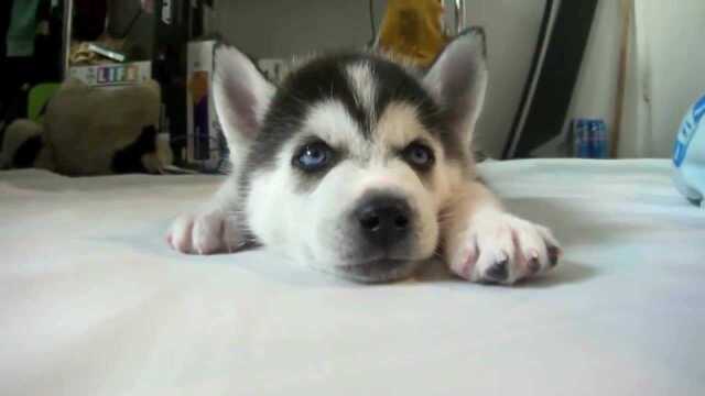 Meng pet husky: Xiao Erha daze to sleep - Watch HD Video Online - WeTV