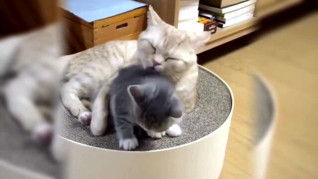The little milk cat looks very beautiful with her mother. - Watch HD ...
