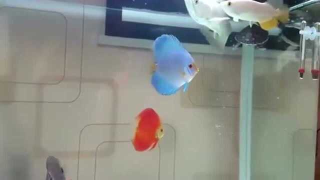 The one-meter fish tank is mixed with colorful angelfish and arowana ...