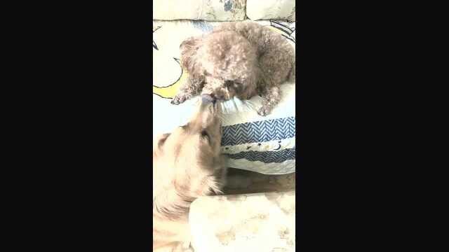 Jin Mao and Teddy sprinkle "dog food" at home. - Watch HD Video Online ...