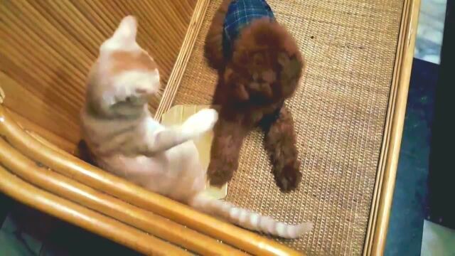 The cat boxer met the dog boxing champion, and the result was really ...