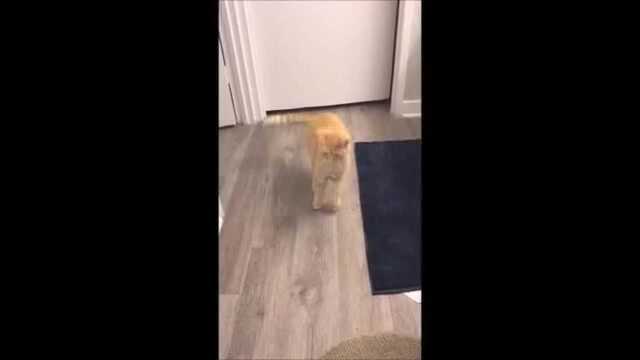 A cat with five paw prints, so cute! - Watch HD Video Online - WeTV