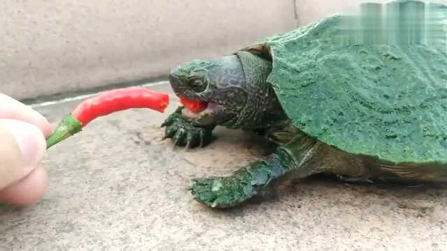 I was the first time I saw a turtle eating chili. It seems that you are ...