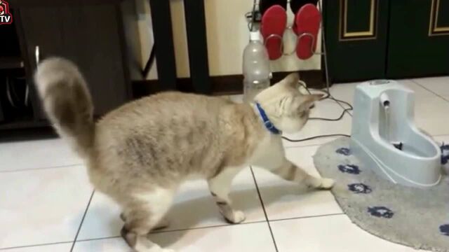 Such a strange water dispenser has kept the cats - Watch HD Video ...