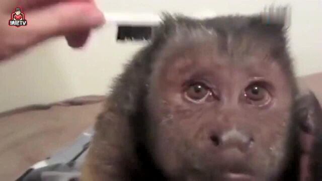 A confident monkey, still looking in the mirror, really stinking ...