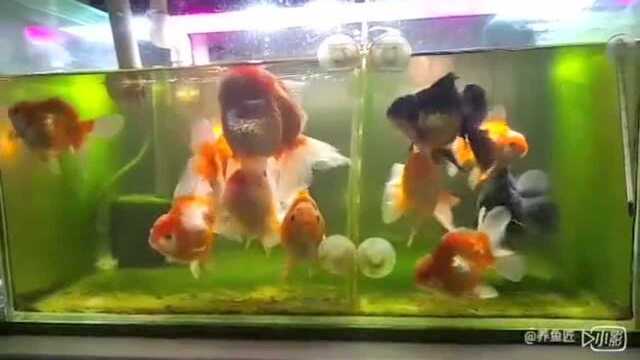 Oh my mom! This tank fish is really crowded! - Watch HD Video Online - WeTV