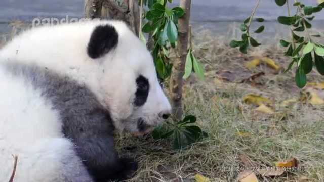 Giant Panda: Watch a bird eat a bug and find a panda! - Watch HD Video ...