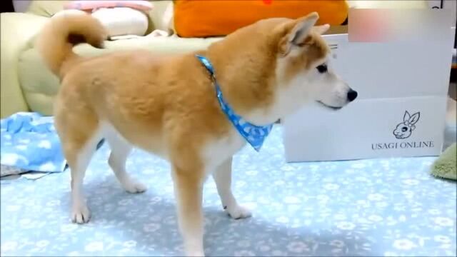 A cute Shiba Inu: Rolling and selling a step in place, not laughing ...