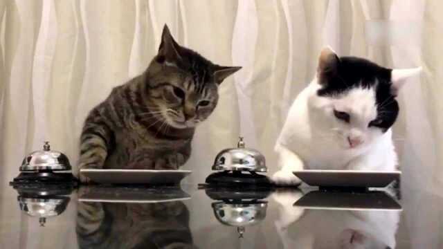 Cute! Greedy fat cat asks the owner for food by bell - Watch HD Video ...