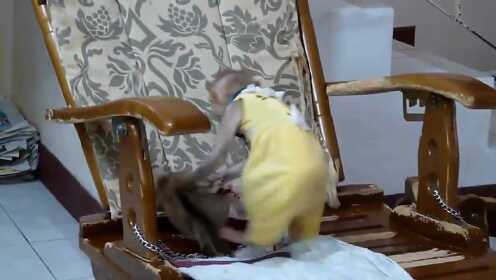 Monkeys boldly provoke the comet, who gives them clothes - Watch HD ...