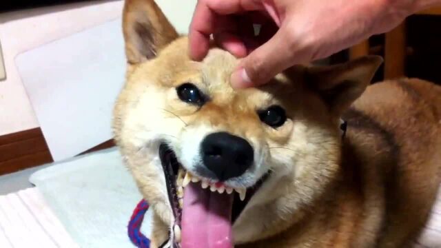 Angry Shiba Inu, as long as the dog’s head dog is always this ...