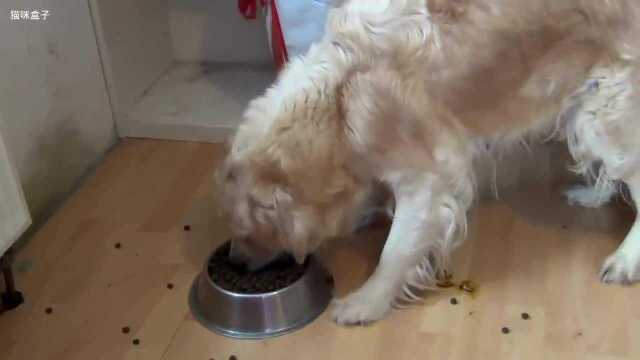 It’s also very fierce to look at the very docile big golden hair to ...