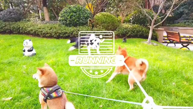 Civilized dog walking, starting from me, condemning the side of the ...