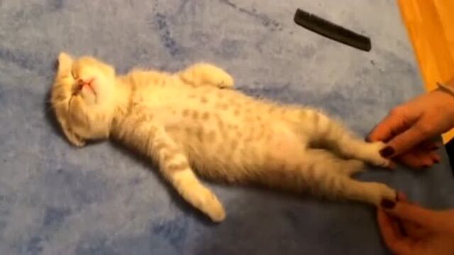 The cat enjoys the owner's massage technique comfortably, and faintly ...
