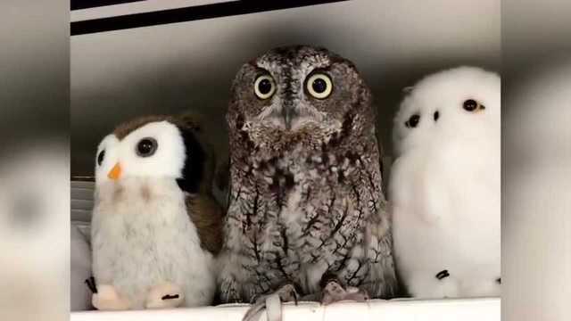 The owls are mixed into the pile of dolls and pretend to be dolls. This ...
