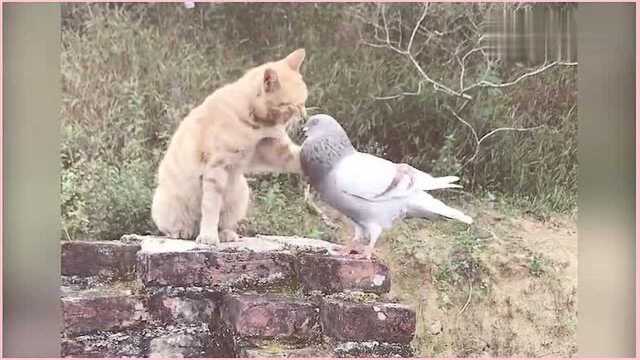Pigeons have become good friends of cats, and their behavior seems to ...