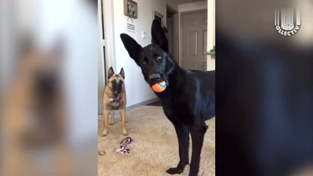 Animal World Shepherd Dog Selling Meng - Watch HD Video Online - WeTV