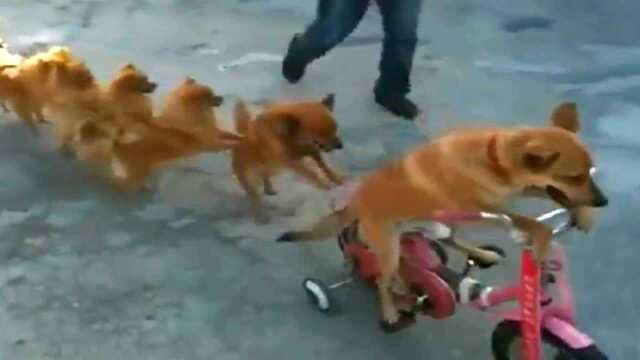 The Chinese garden dog leads the dogs to play the train together ...