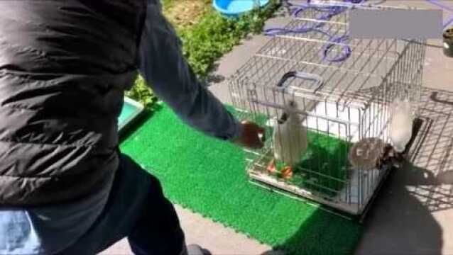 Sticky duck, fly up and chase the owner - Watch HD Video Online - WeTV