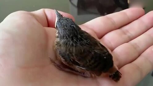 A bird that was picked up, with the help of the owner's meticulous help ...