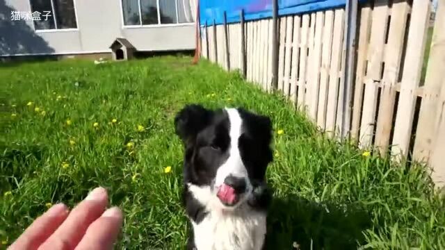 Bianmu is too sticky, how can a dog stick to a comet? - Watch HD Video ...